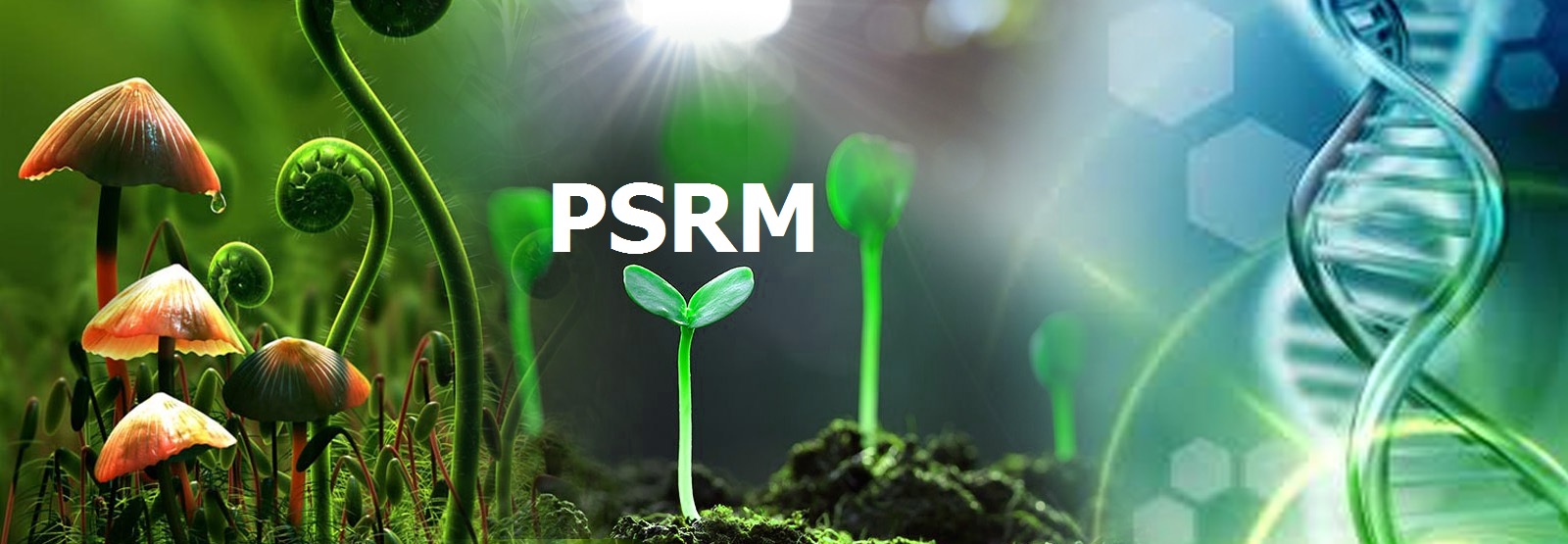 PSRM-Conferences | APSR – PLANTA